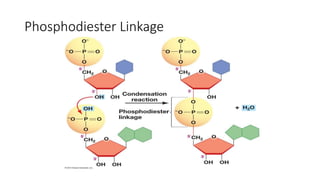 Basics of DNA & RNA (Nucleic acid) | PPTX