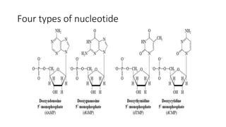 Basics of DNA & RNA (Nucleic acid) | PPT