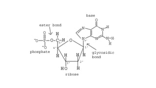 Basics of DNA & RNA (Nucleic acid) | PPT