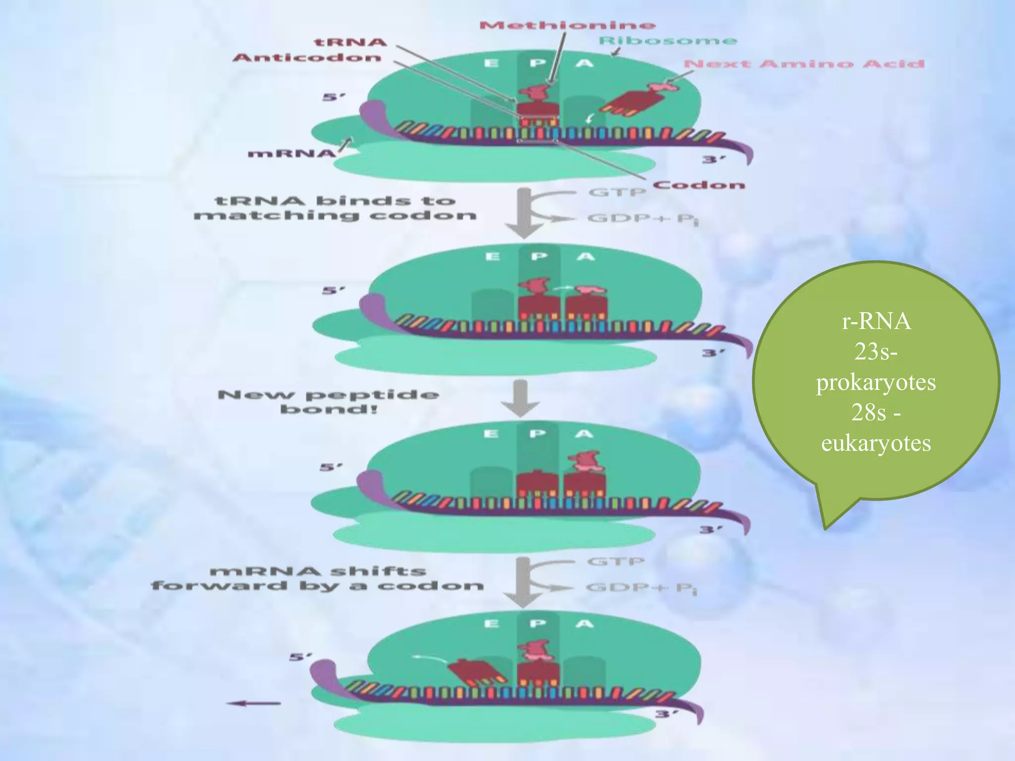 BASICS OF DNA, RNA AND CENTRAL DOGMA.pptx