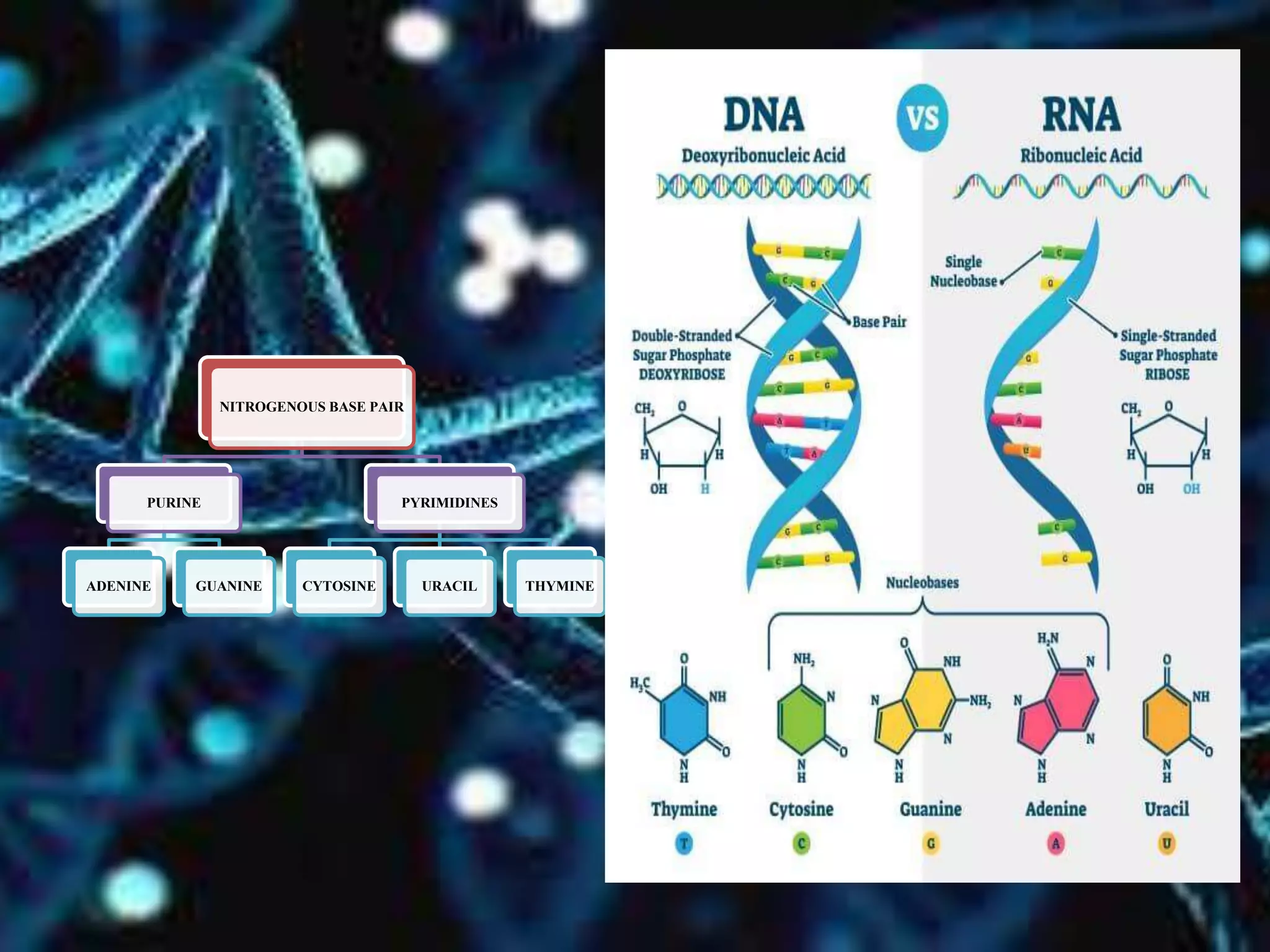 BASICS OF DNA, RNA AND CENTRAL DOGMA.pptx
