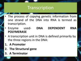 BASICS OF DNA, RNA AND CENTRAL DOGMA.pptx