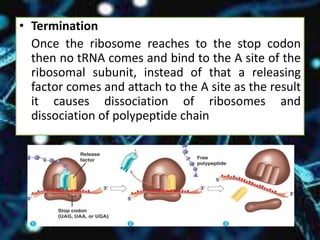BASICS OF DNA, RNA AND CENTRAL DOGMA.pptx
