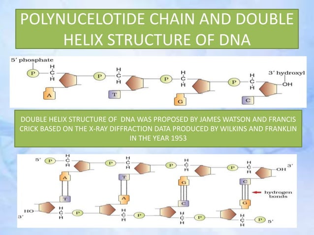BASICS OF DNA, RNA AND CENTRAL DOGMA.pptx