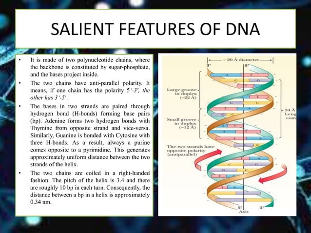 BASICS OF DNA, RNA AND CENTRAL DOGMA.pptx