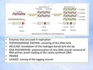 BASICS OF DNA, RNA AND CENTRAL DOGMA.pptx