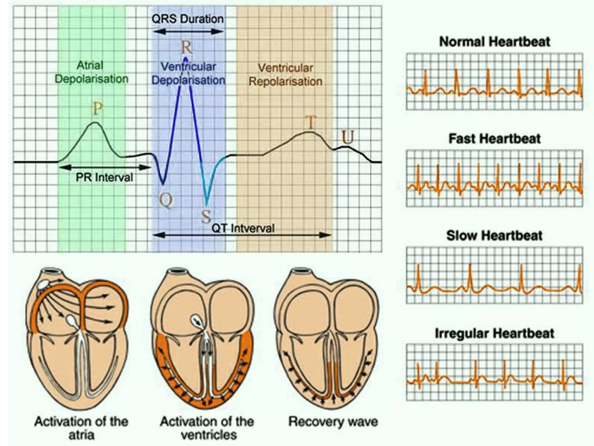 Basics of ecg | PPT