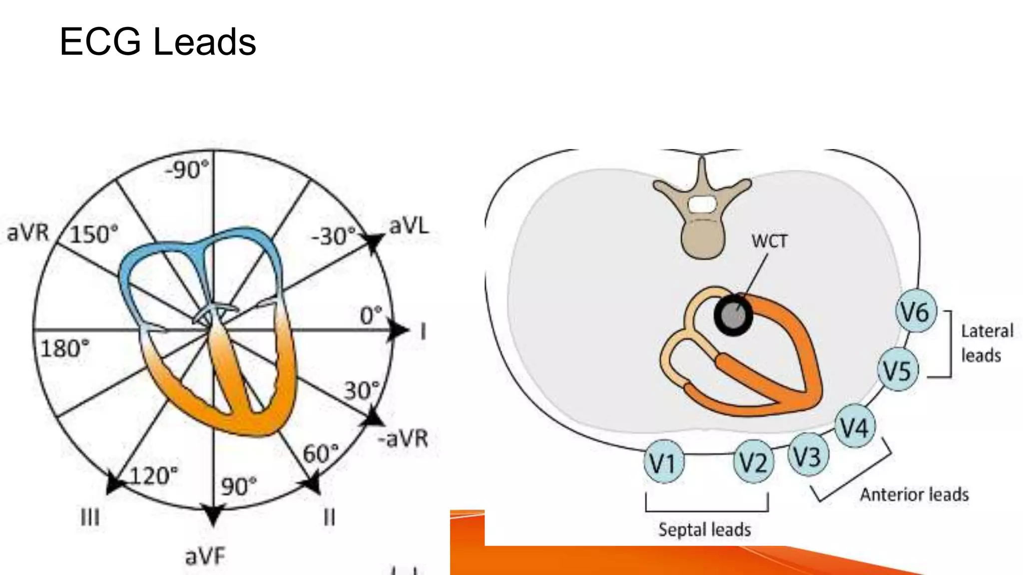 Basics of ecg | PPTX | Heart and Cardiovascular Diseases | Diseases and ...