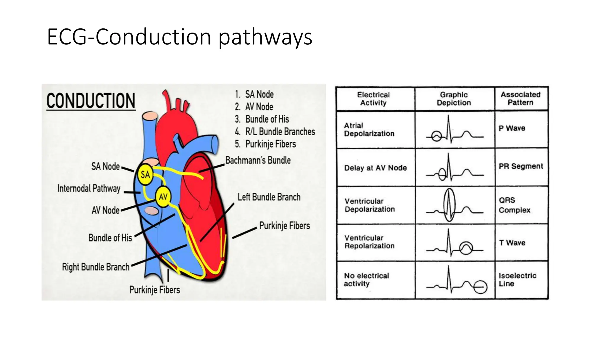 Basics of ECG.pptx
