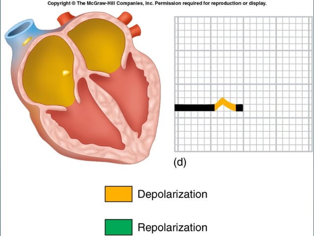 Basics of ecg interpretation by dr sai | PPT