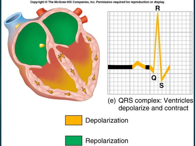 Basics of ecg interpretation by dr sai | PPT
