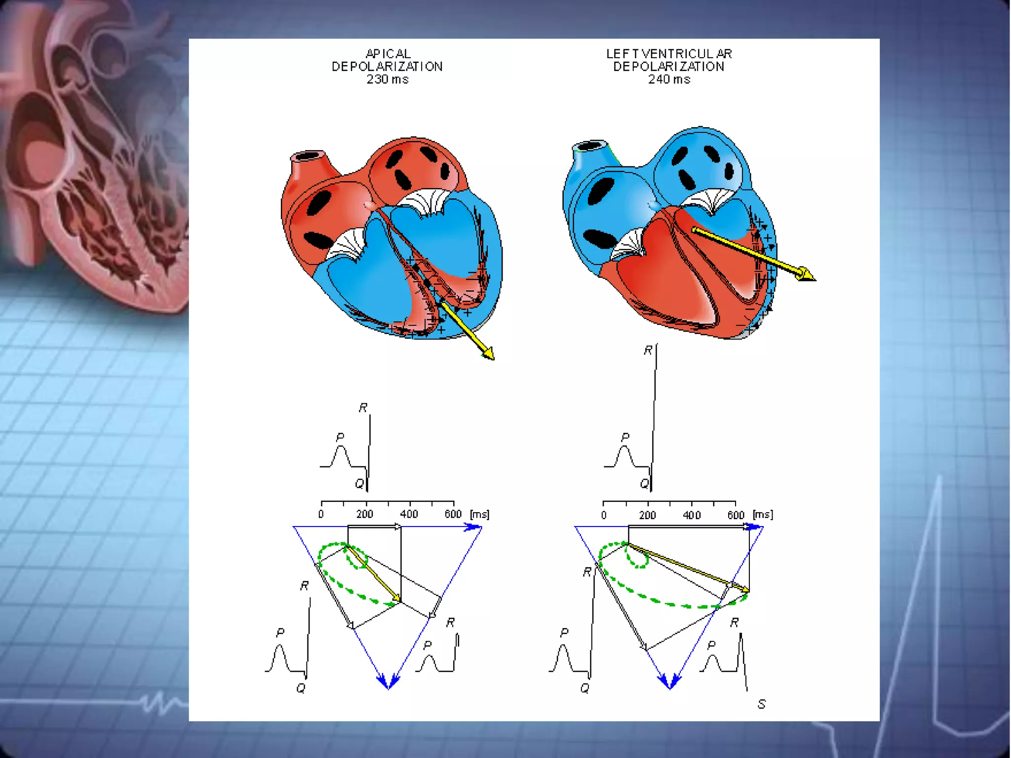 Basics of ECG physiology | PDF