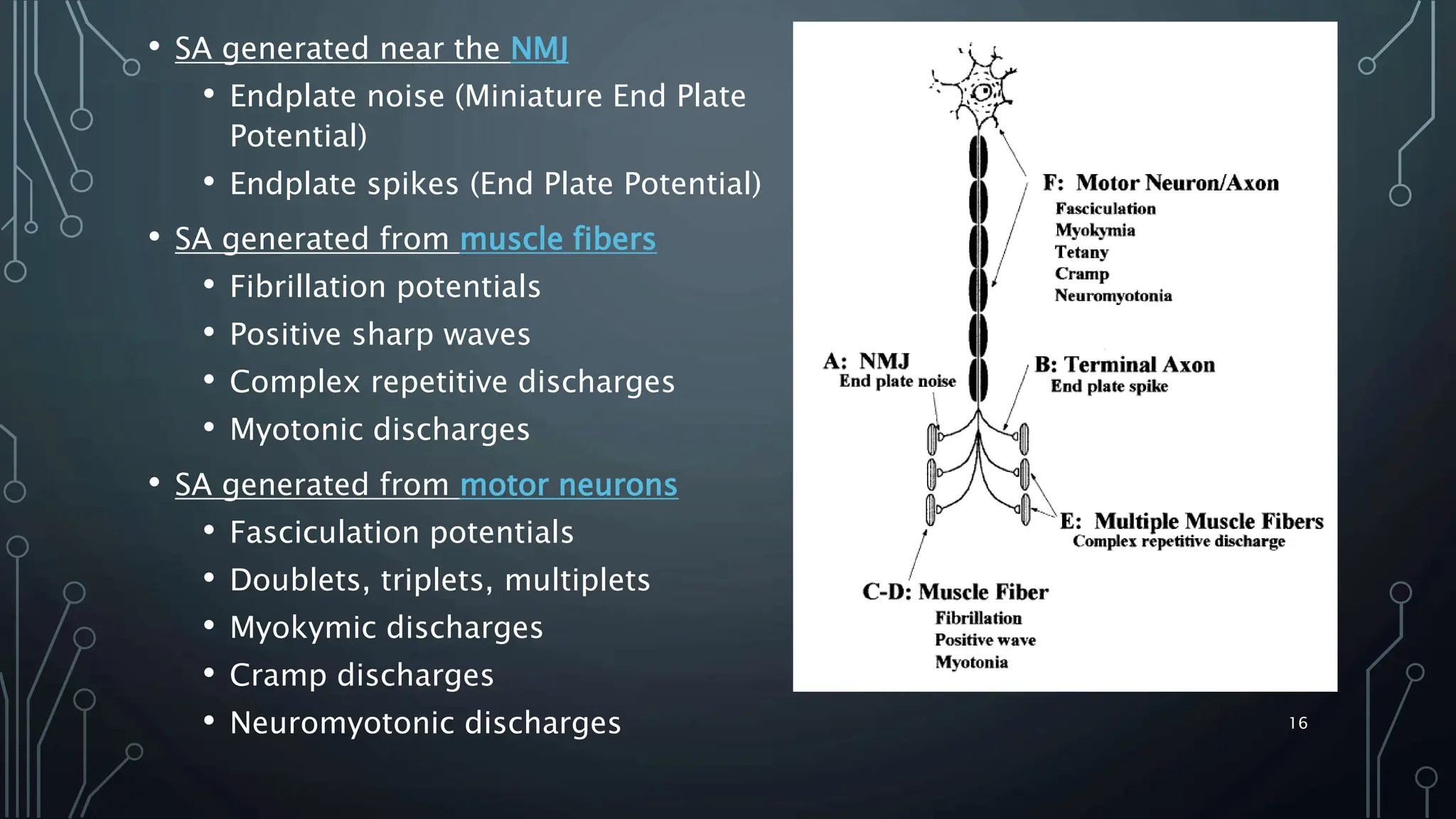 Basics of electro myo graphy study (EMG) | PPTX