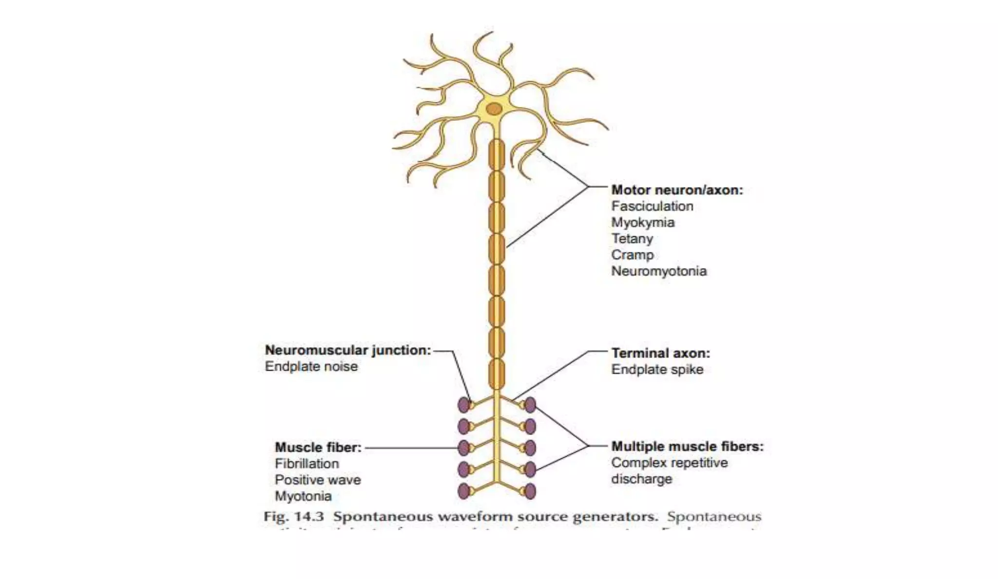 Basics of emg | PPT