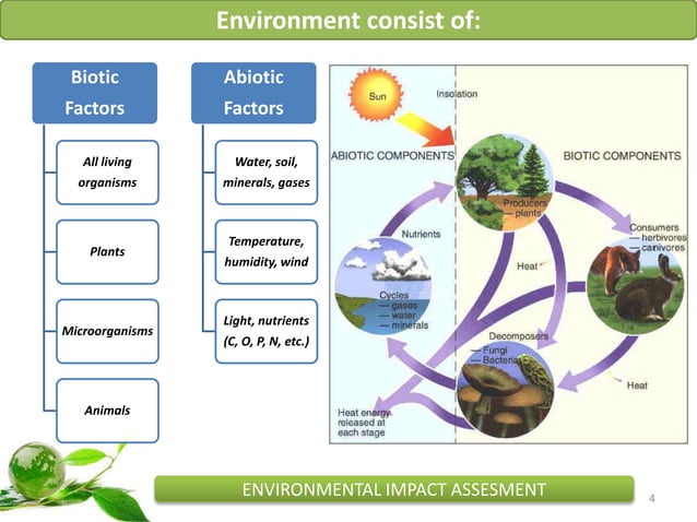 Basics of environment | PPTX | Science