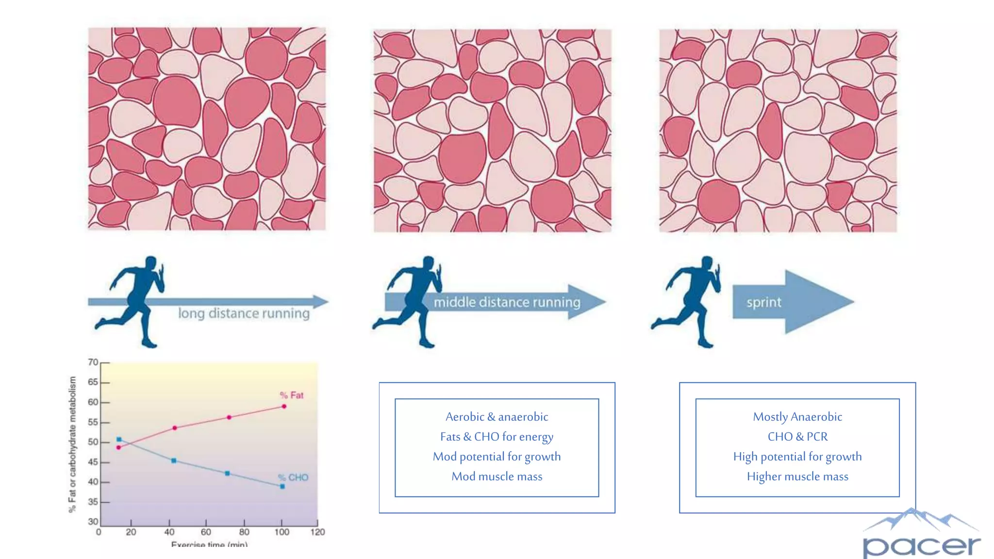 Basics of exercise physiology | PPTX