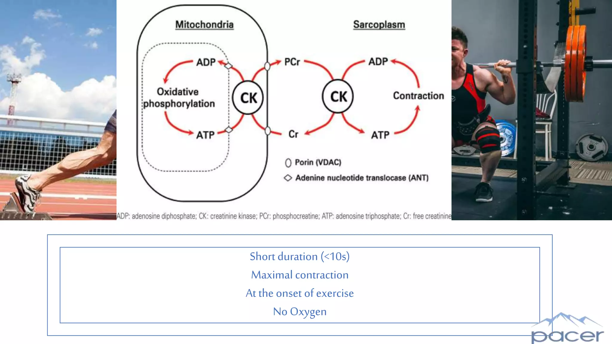 Basics of exercise physiology | PPTX