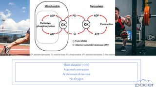 Basics of exercise physiology | PPTX
