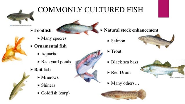 Basics of fisheries and aquaculture