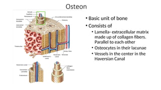 Basics of fracture healing of bones.pptx