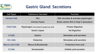 Basics of Gastric Acid Secretion | PPTX