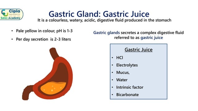 Basics of Gastric Acid Secretion | PPTX