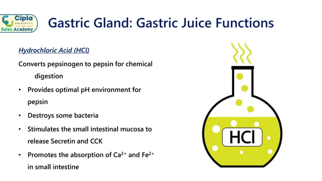 Basics of Gastric Acid Secretion | PPTX