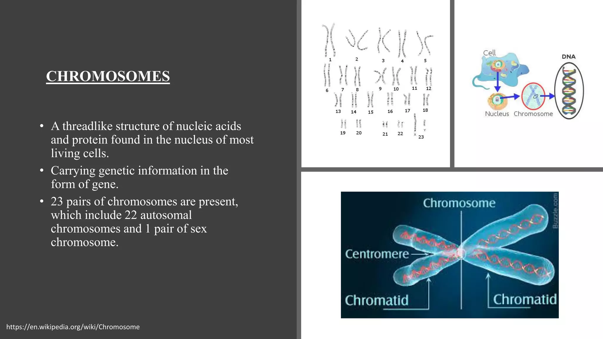 Basics of genetics | PDF | Genetics | Science