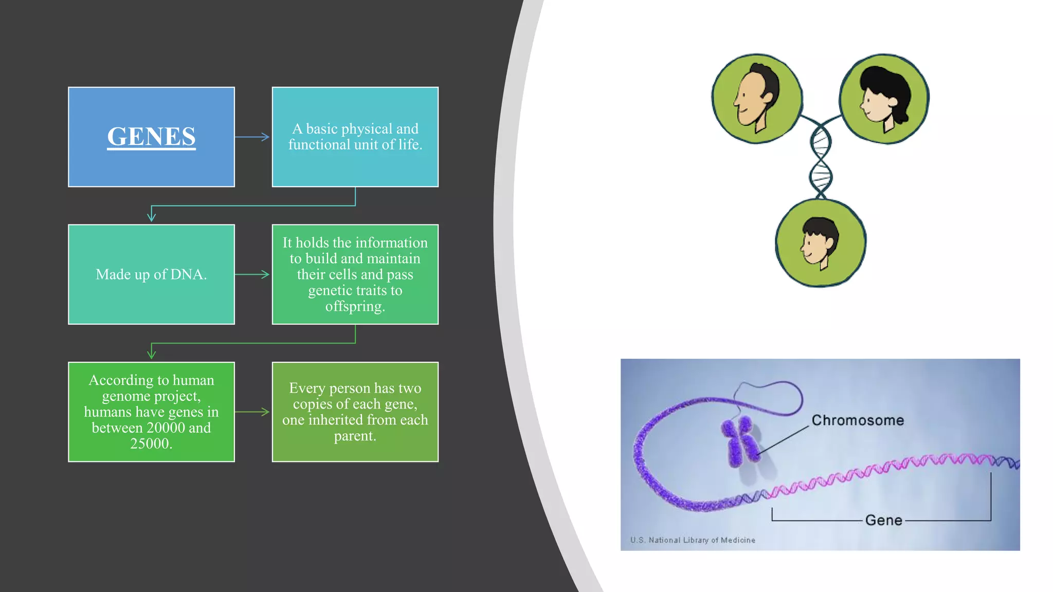 Basics of genetics | PDF | Genetics | Science