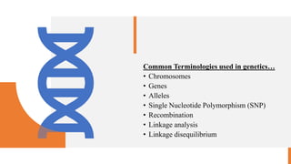 Basics of genetics | PDF | Genetics | Science