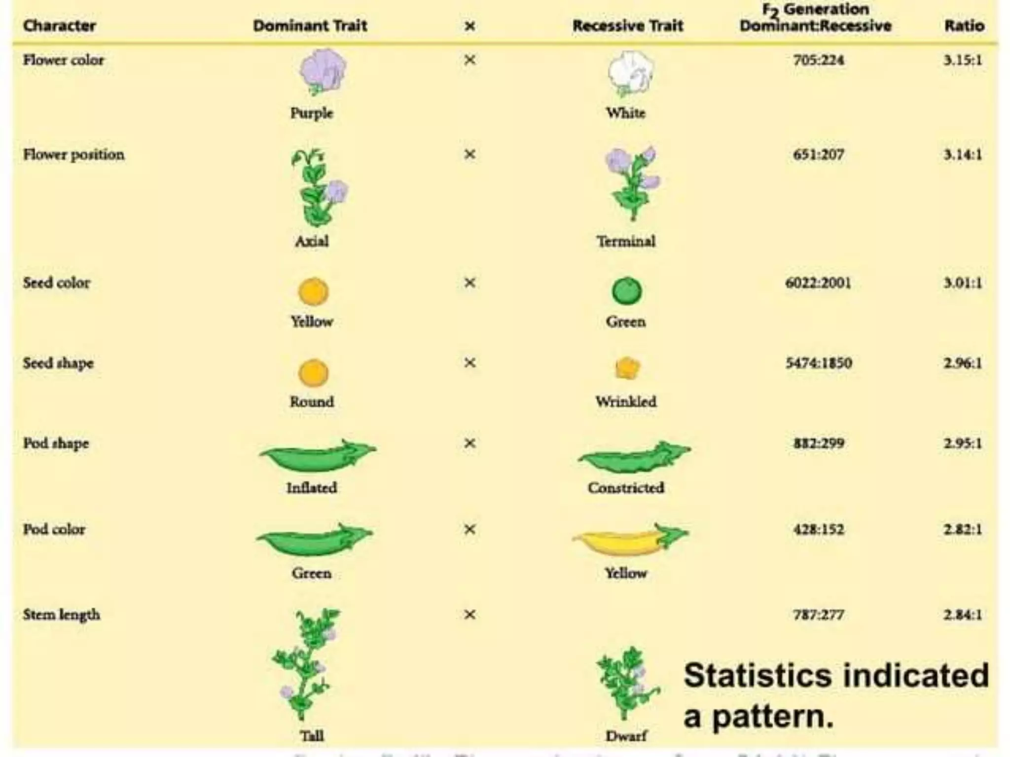 Basics of genetics.pptx | Free Download