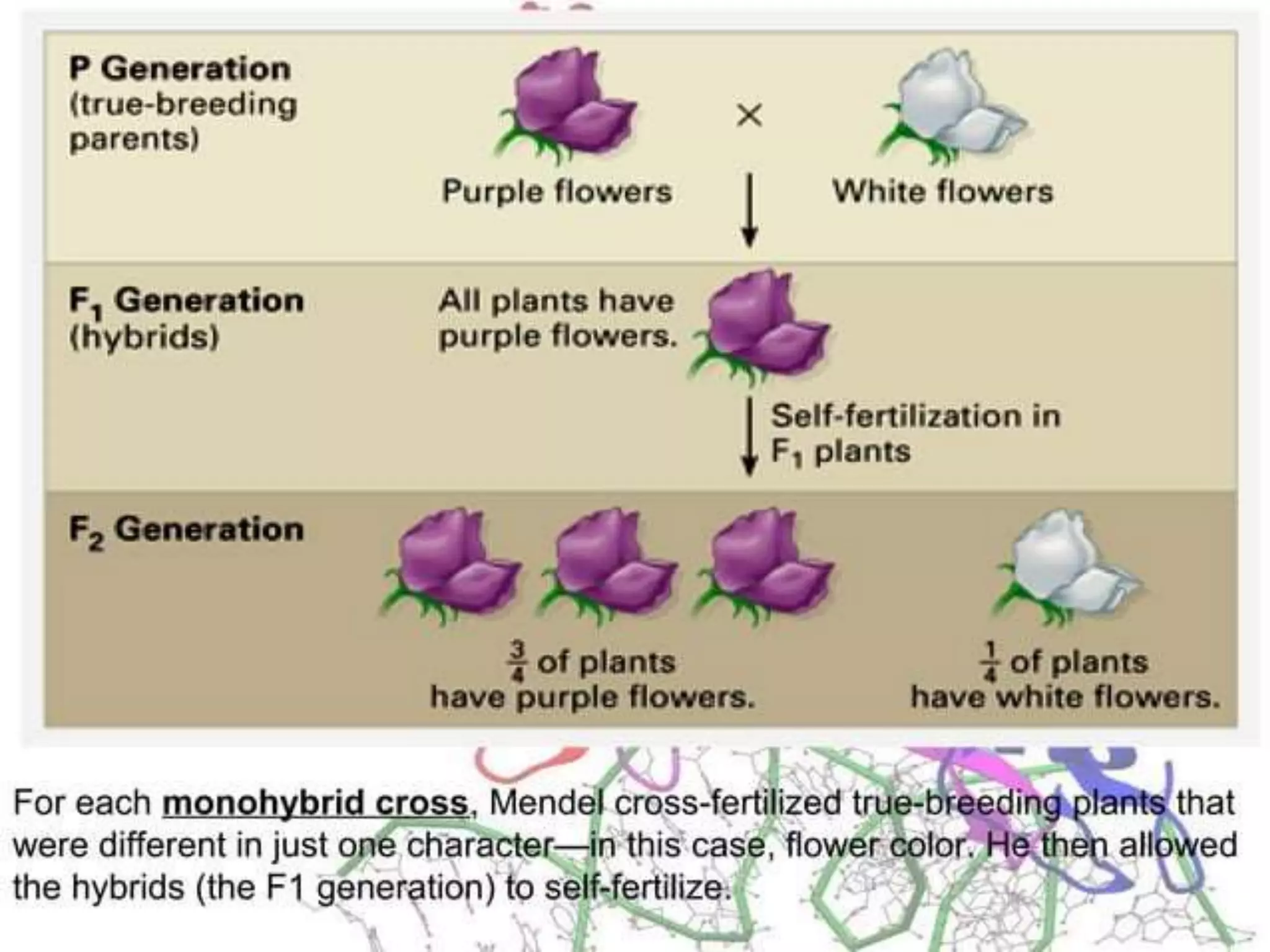 Basics of genetics.pptx