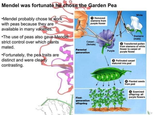 Basics of genetics.pptx