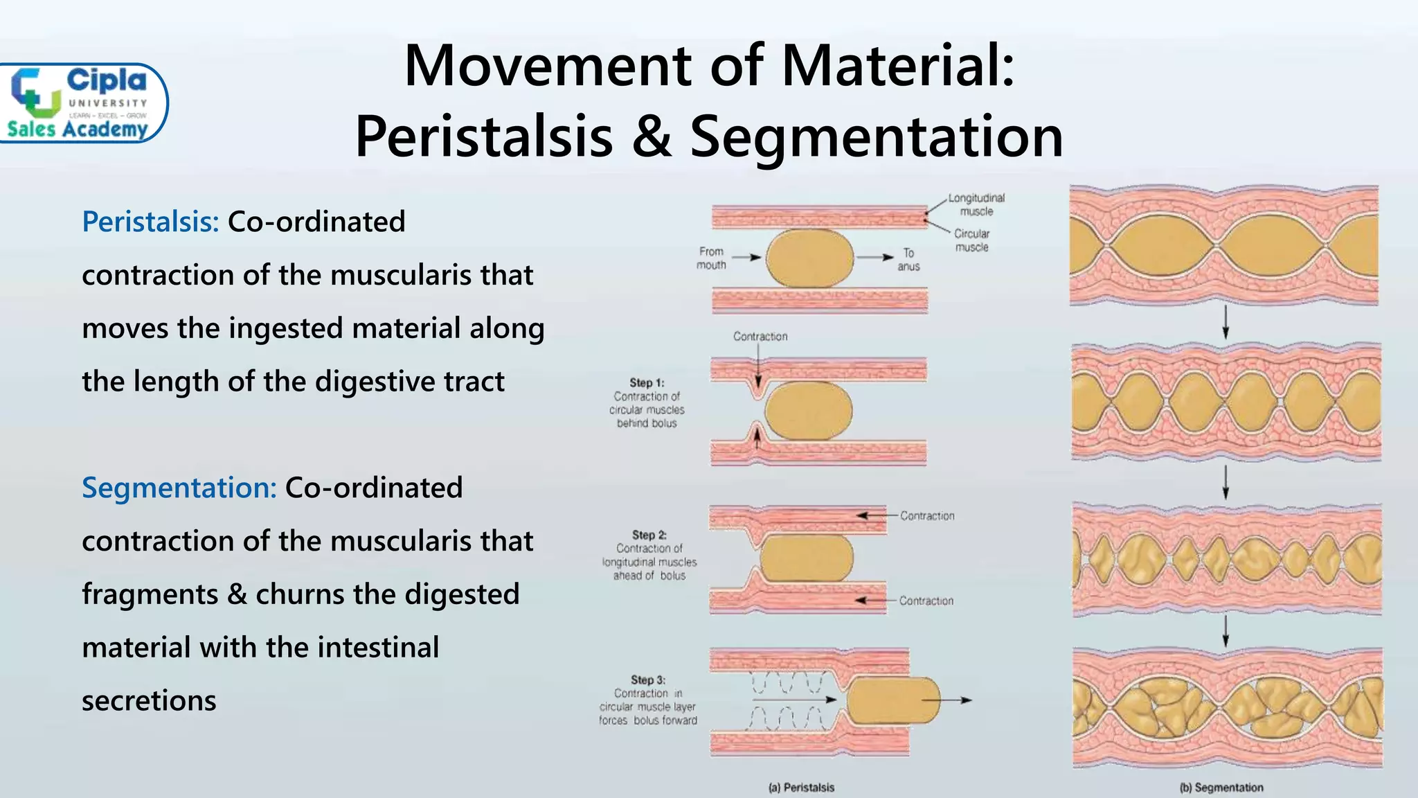 Basics of GI System | PPTX