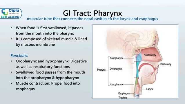 Basics of GI System | PPTX | Digestive Disorders | Diseases and Conditions