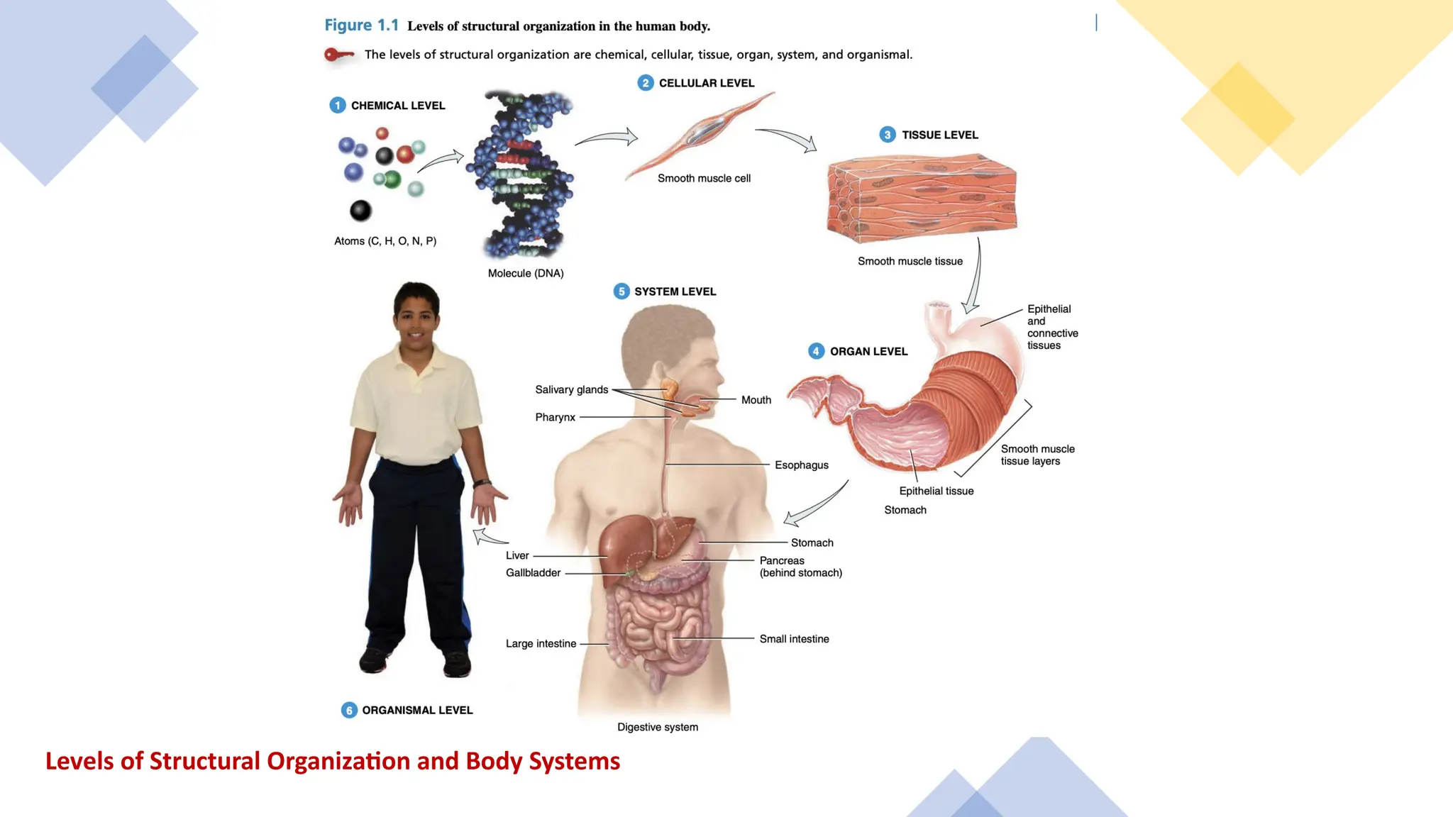 Introduction to the Basics of Human Anatomy and Physiology ...
