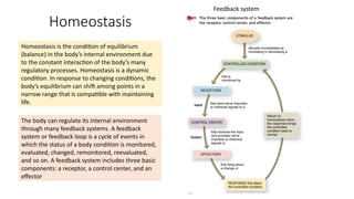 Introduction to the Basics of Human Anatomy and Physiology ...