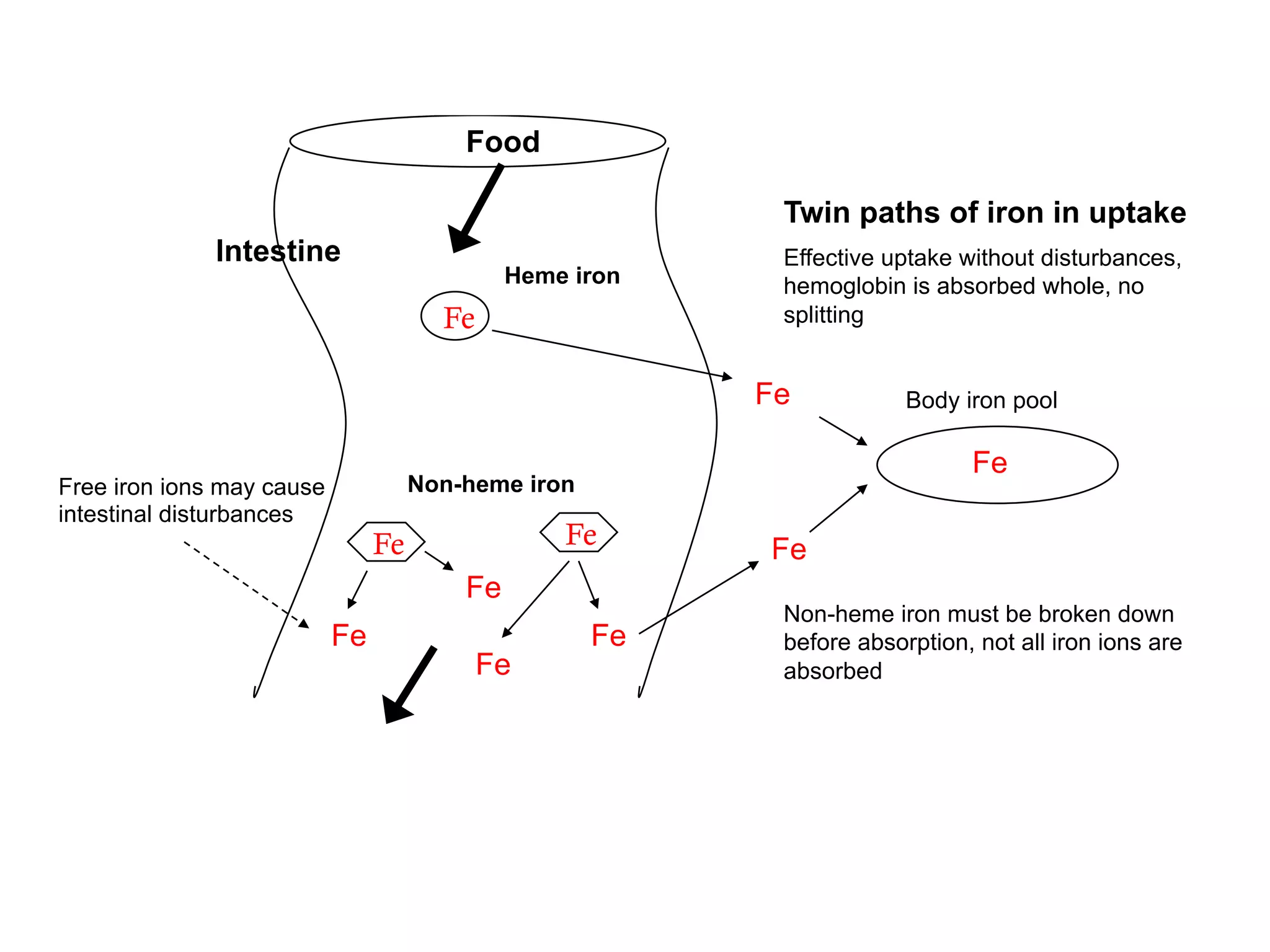 The basics of heme iron and therapy | PPT