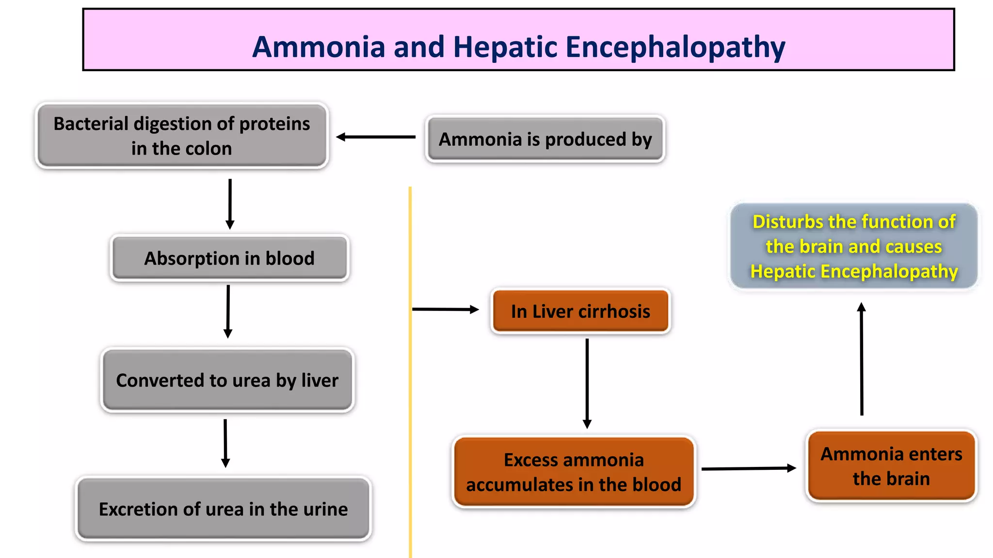 Basics of Hepatic Encephalopathy | PPTX | Brain and Nervous System ...