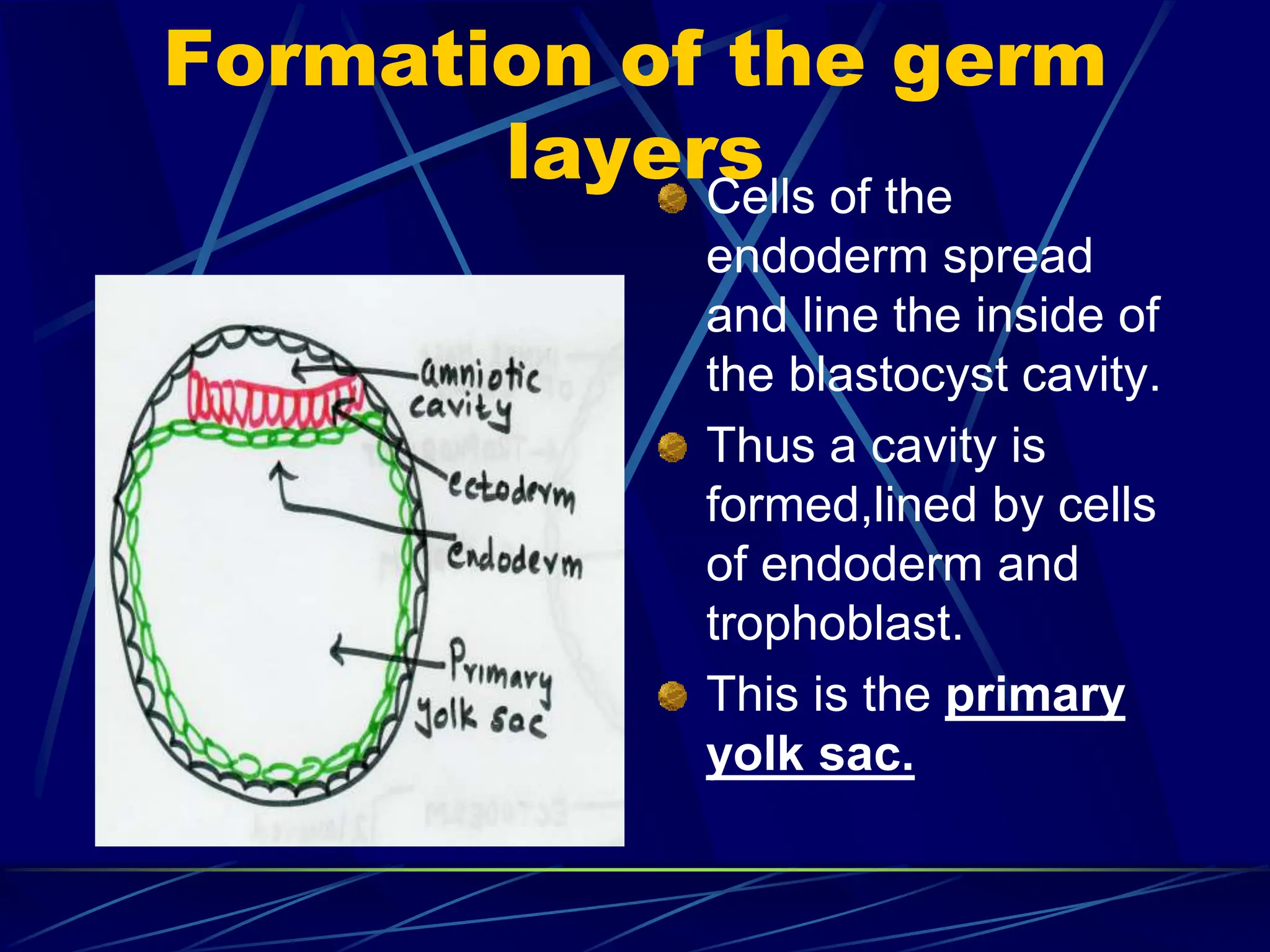 Basics of Human Embryology including dental applications | PPT