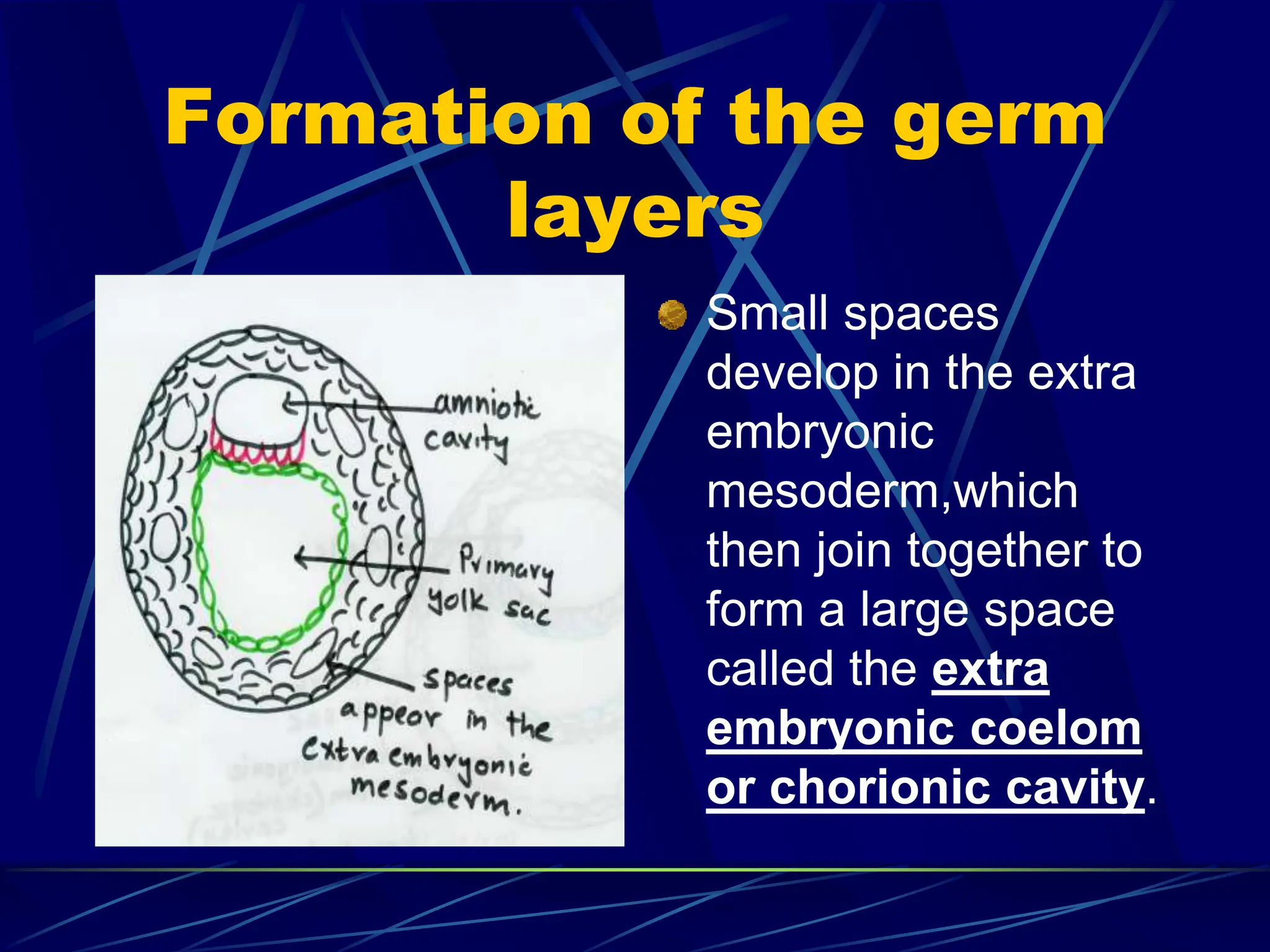 Basics of Human Embryology including dental applications | PPT