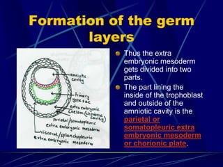 Basics of Human Embryology including dental applications | PPT