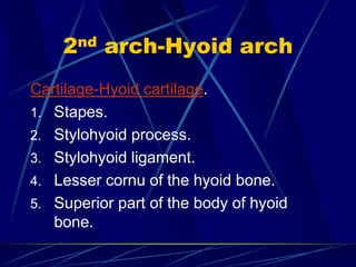 Basics of Human Embryology including dental applications | PPT
