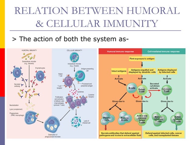 Basics of immunology | PPT