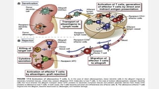 BASICS OF IMMUNOLOGY for beginners.pptx