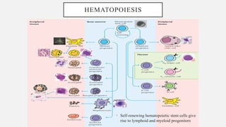 BASICS OF IMMUNOLOGY for beginners.pptx