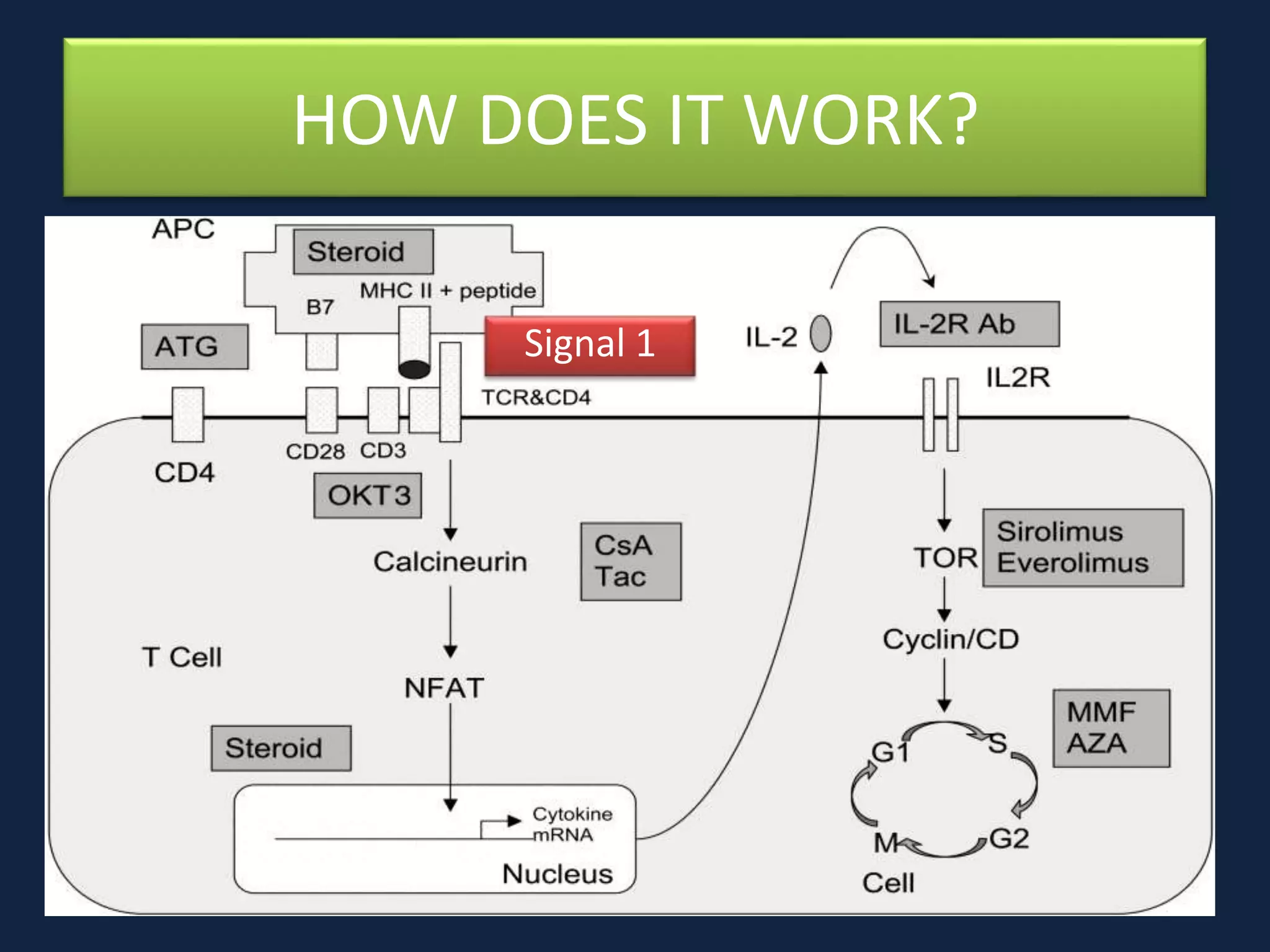 Basics of immunosuppression in kidney transplantation | PPTX