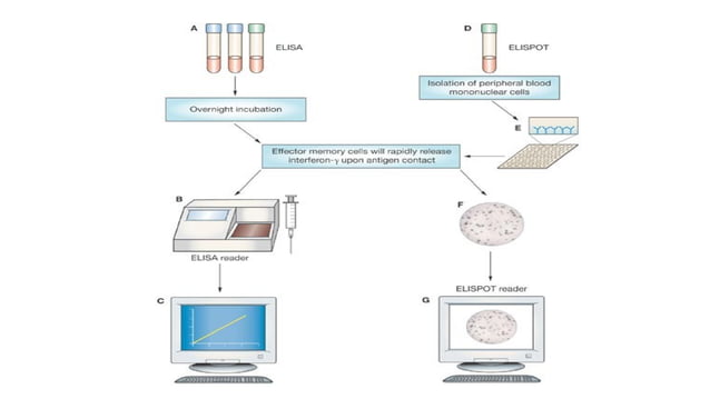 Basics of Interferon-gamma release assays (IGRAs).pptx