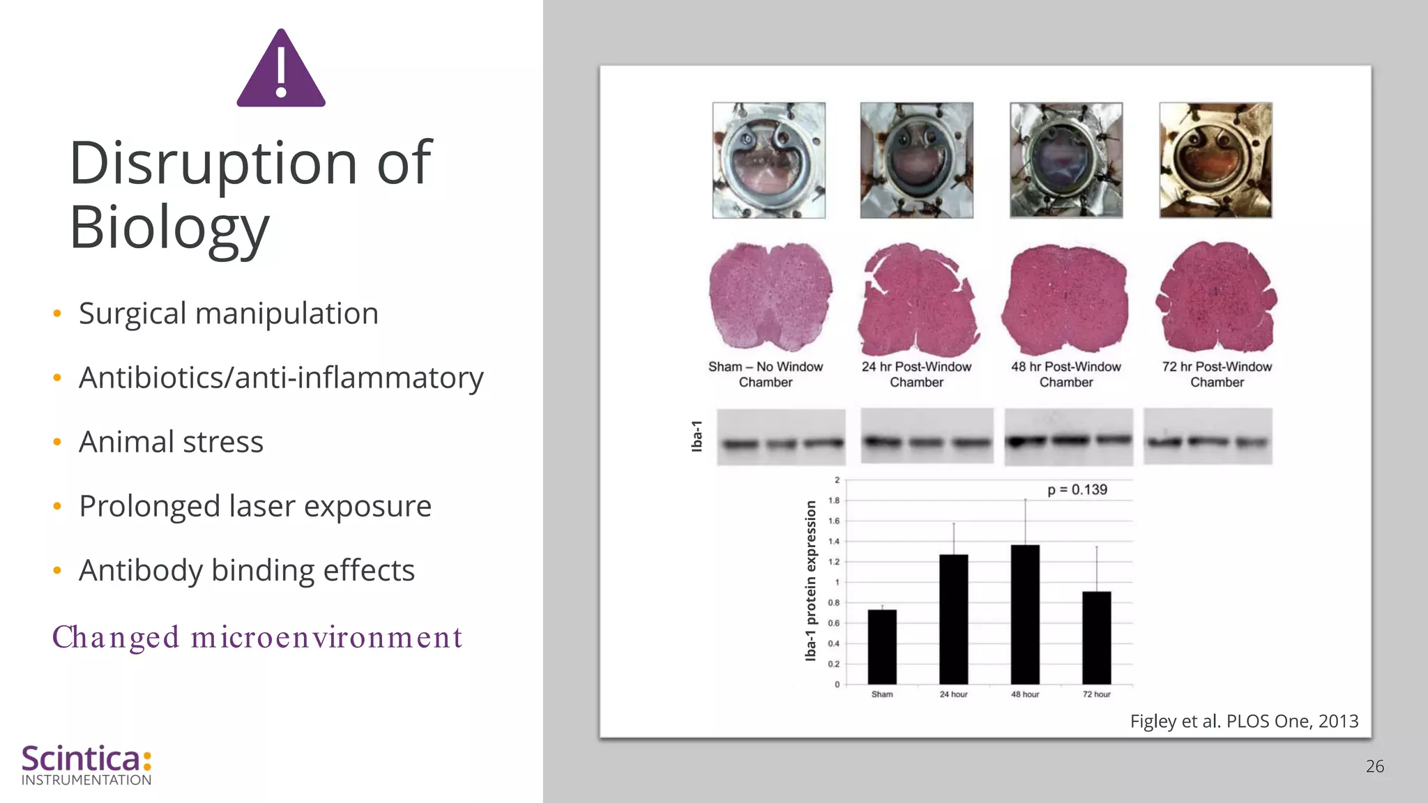 Basics of Intravital Microscopy Webinar 1 | PDF