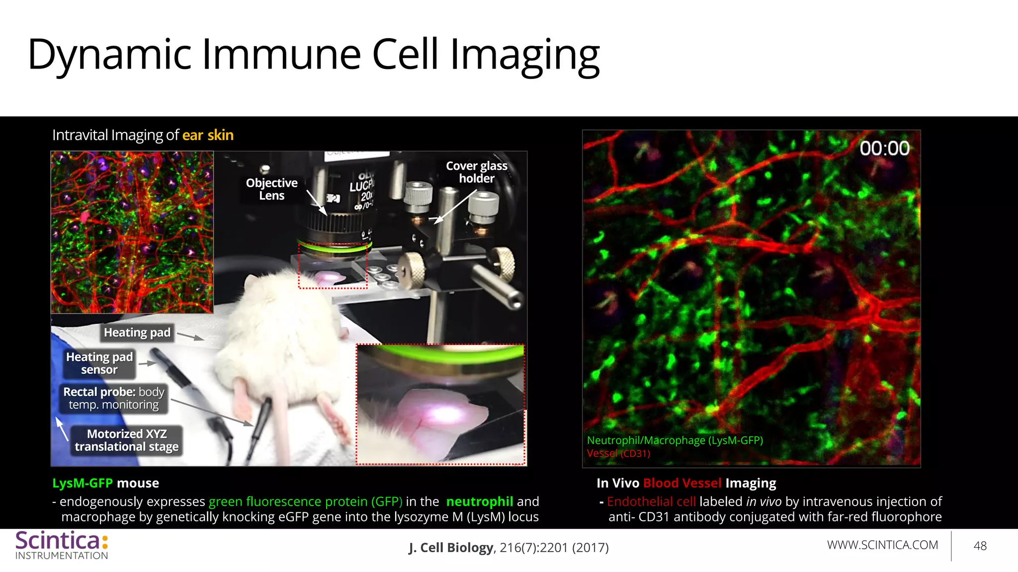 Basics of Intravital Microscopy Webinar 1 | PDF